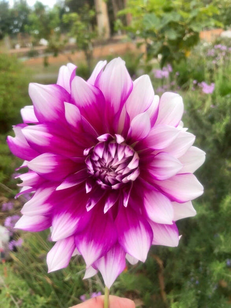 Meet Mexico's National Flower, The Dahlia – Mexico In My Pocket